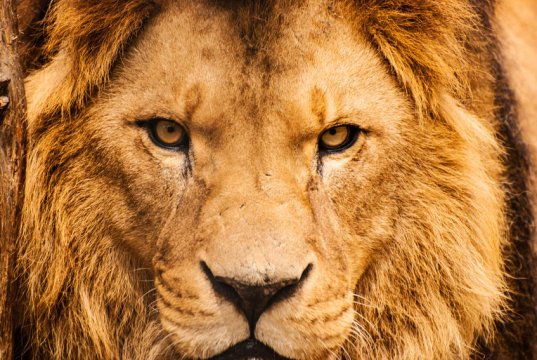 Lions in Greece | A to Z Greece Travel GuideA to Z Greece Travel Guide